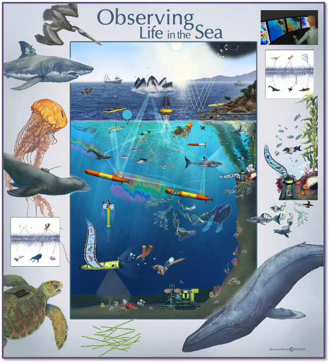 USF IMaRS – Institute for Marine Remote Sensing